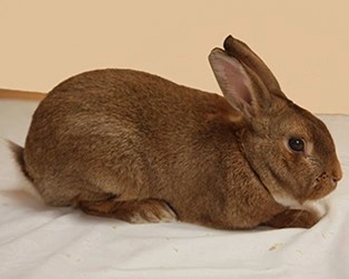 Golden Glavcot Rabbits Breed - Information, Temperament, Size & Price ...