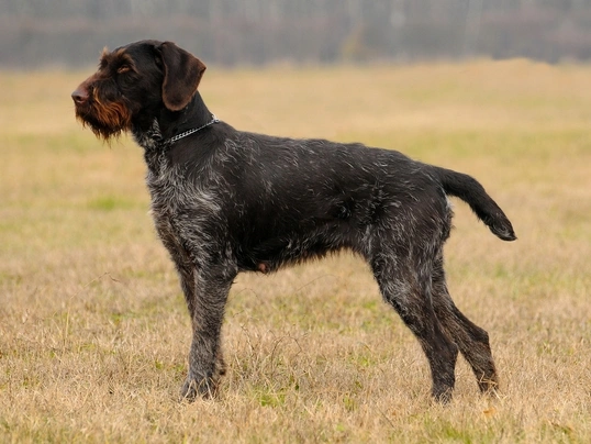 German Wirehaired Pointer Dogs Breed - Information, Temperament, Size ...