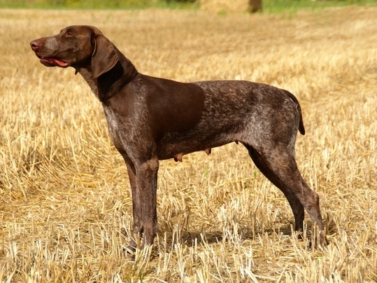 German Shorthaired Pointer Dogs Breed - Information, Temperament, Size ...