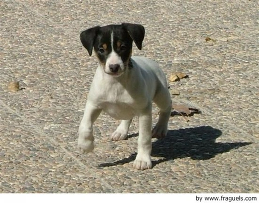 Ratonero Bodeguero Andaluz Perros Raza - Características, Fotos ...