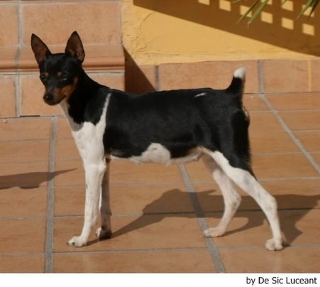 Gos Rater Valencià Perros Raza - Características, Fotos & Precio ...