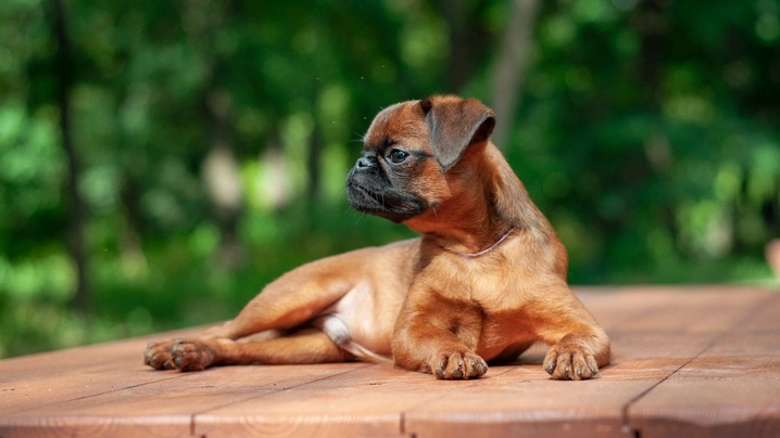 Brabantík Psi Informace - velikost, povaha, délka života & cena | iFauna