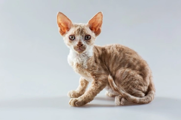 Cornish Rex Cats Breed - Information, Temperament, Size & Price ...