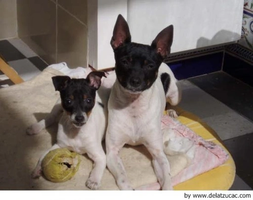 Gos Rater Valencià Perros Raza - Características, Fotos & Precio ...