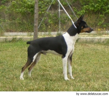 Gos Rater Valencià Perros Raza - Características, Fotos & Precio ...