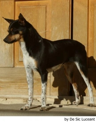 Gos Rater Valencià Perros Raza - Características, Fotos & Precio ...