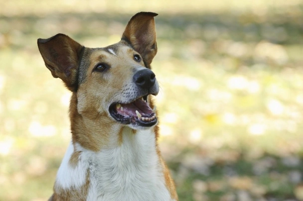 Smooth Collie Dogs Breed - Information, Temperament, Size & Price ...
