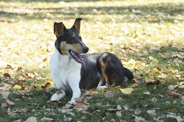 Smooth Collie Dogs Breed - Information, Temperament, Size & Price ...