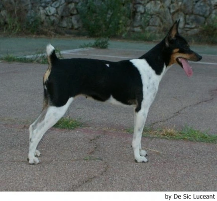 Gos Rater Valencià Perros Raza - Características, Fotos & Precio ...