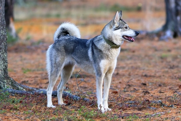 Laika de Siberia Occidental Perros Raza - Características, Fotos ...