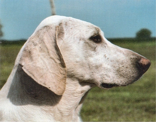 Billy Perros Raza - Características, Fotos & Precio | MundoAnimalia