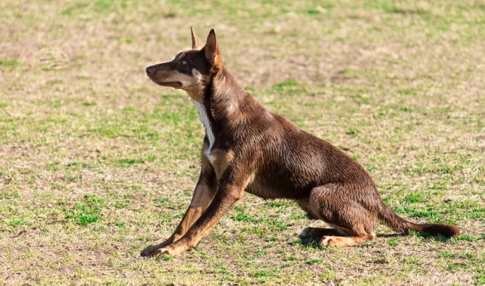 Australian Kelpie Dogs Breed - Information, Temperament, Size & Price ...