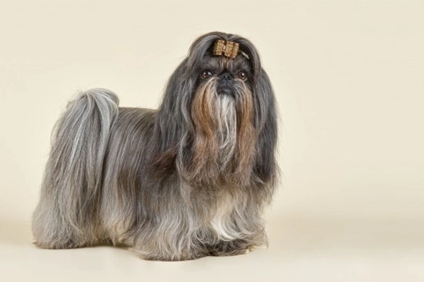 Shih Tzu Dogs Breed - Information, Temperament, Size & Price | Pets4Homes