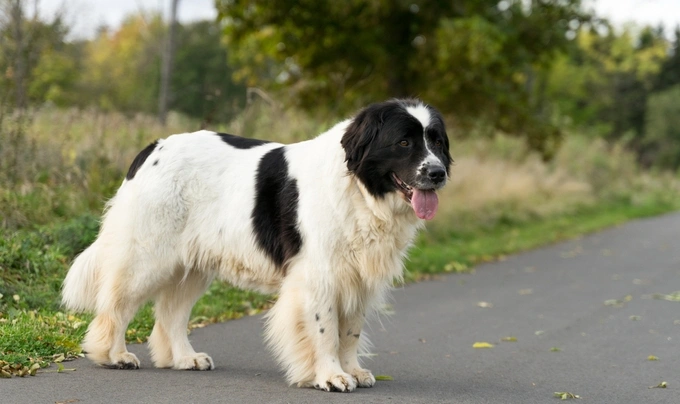 Landseer ECT Honden Ras: Karakter, Levensduur & Prijs | Puppyplaats