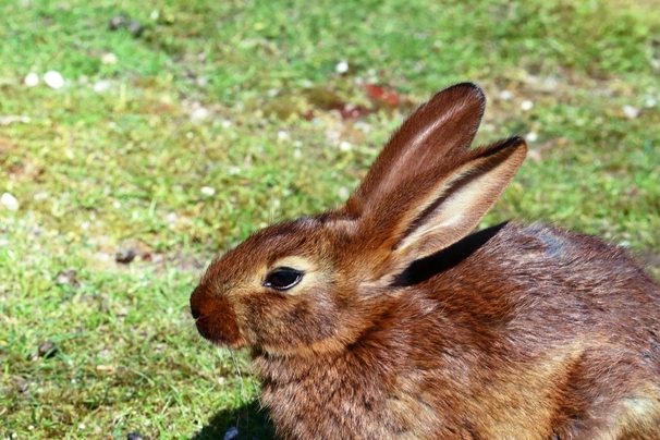 Belgian Hares Rabbits Breed - Information, Temperament, Size & Price ...