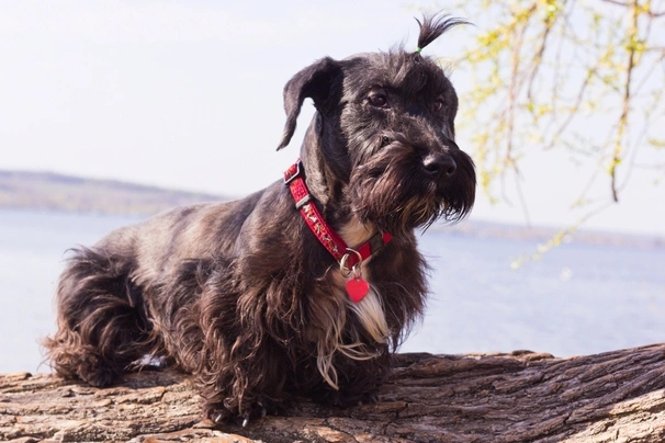 Cesky Terrier Cani Razza - Prezzo, Temperamento & Foto | AnnunciAnimali