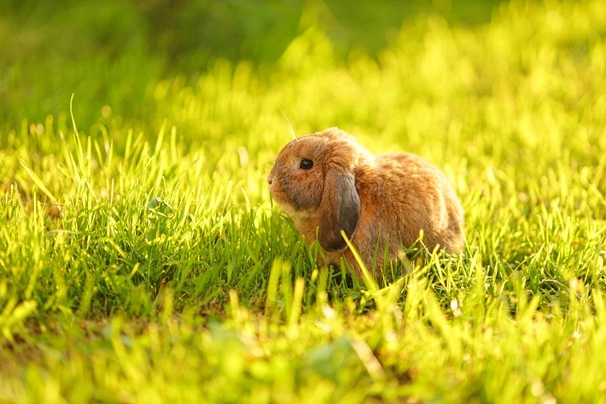 Mini Lop Rabbits Breed - Information, Temperament, Size & Price ...
