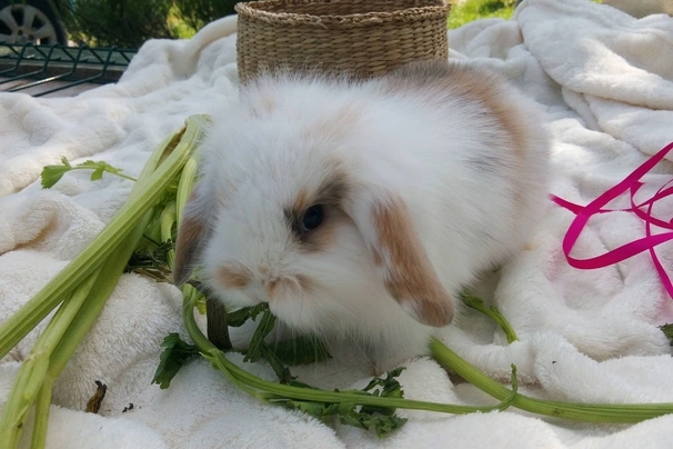 Mini Lion Lop Rabbits Breed - Information, Temperament, Size & Price ...