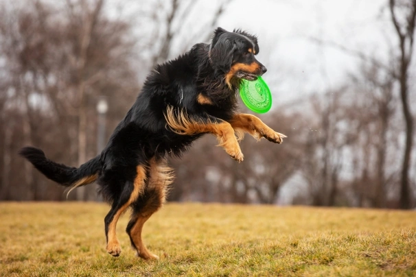 Hovawart Dogs Breed - Information, Temperament, Size & Price | Pets4Homes