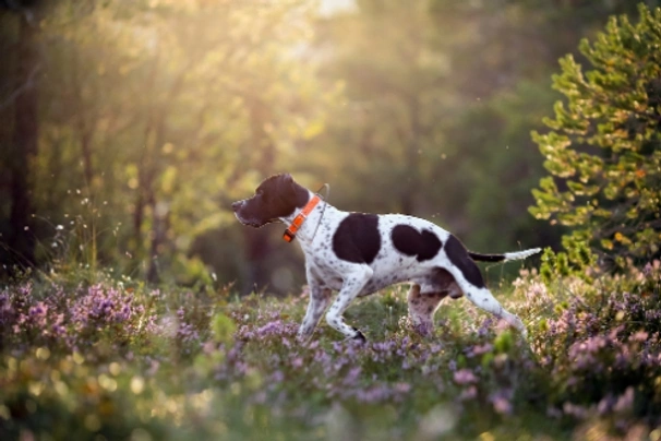 Pointer Cani Razza - Prezzo, Temperamento & Foto | AnnunciAnimali