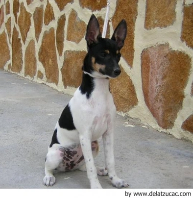 Gos Rater Valencià Perros Raza - Características, Fotos & Precio ...