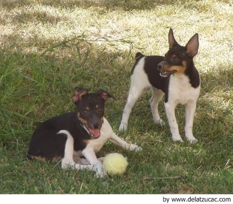 Gos Rater Valencià Perros Raza - Características, Fotos & Precio ...