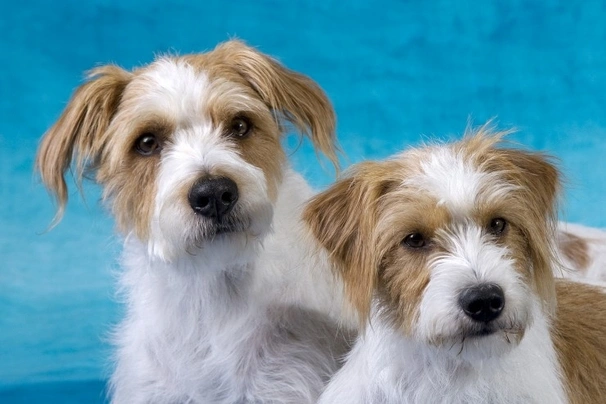 Kromfohrlander Dogs Breed - Information, Temperament, Size & Price ...