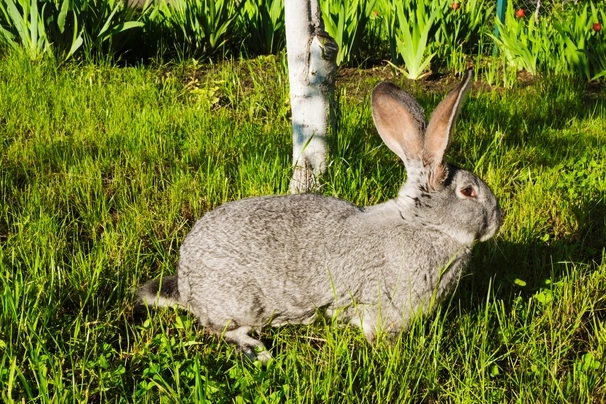 British Giant Rabbits Breed - Information, Temperament, Size & Price ...
