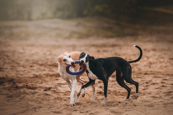 Whippet Cani Razza - Prezzo, Temperamento & Foto | AnnunciAnimali