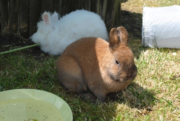 Thuringer Rabbits Breed - Information, Temperament, Size & Price ...
