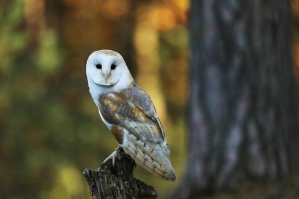 Sova pálená Ptáci Informace - velikost, povaha, délka života & cena ...