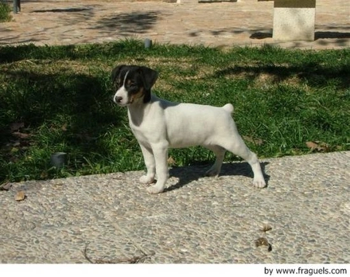 Ratonero Bodeguero Andaluz Perros Raza - Características, Fotos ...