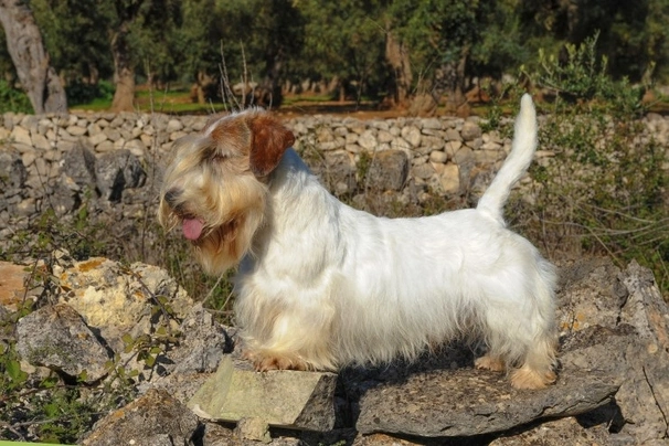 Sealyham Terrier Dogs Breed - Information, Temperament, Size & Price ...