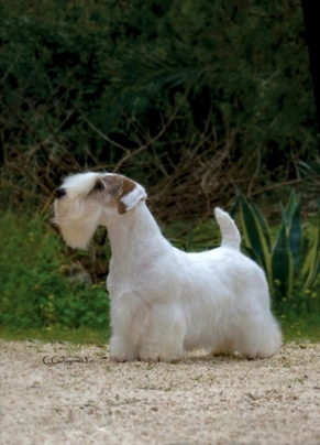 Sealyham Terrier Dogs Breed - Information, Temperament, Size & Price ...