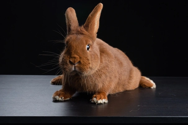 New Zealand Rabbits Breed - Information, Temperament, Size & Price ...