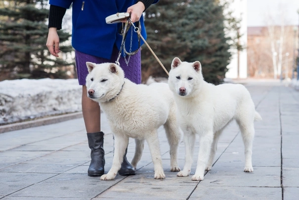Kishu Perros Raza - Características, Fotos & Precio | MundoAnimalia