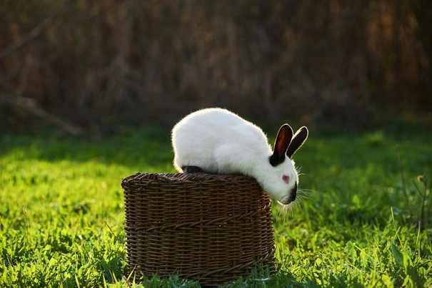 Californian Rabbits Breed - Information, Temperament, Size & Price ...