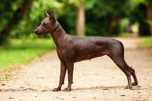 Mexican Hairless Dogs Breed - Information, Temperament, Size & Price ...