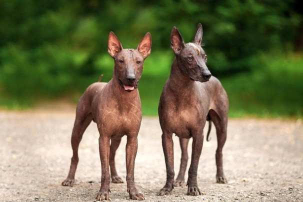 Mexican Hairless Dogs Breed | Facts, Information and Advice | Pets4Homes