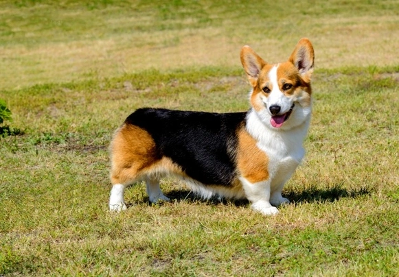 Welsh Corgi Cardigan Dogs Breed | Facts, Information and Advice ...