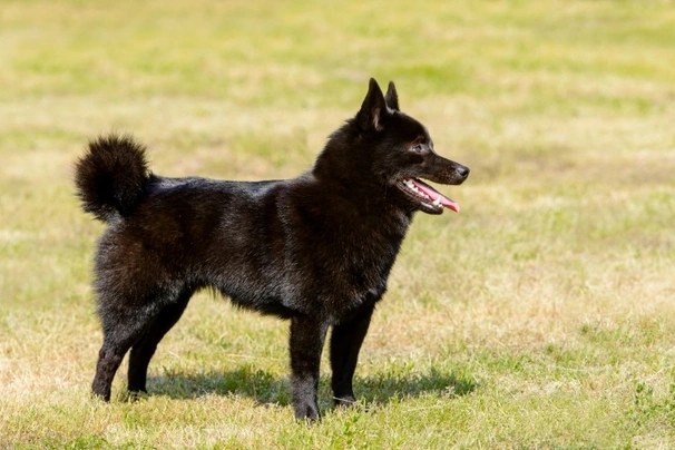 Schipperke Perros Raza - Características, Fotos & Precio | MundoAnimalia