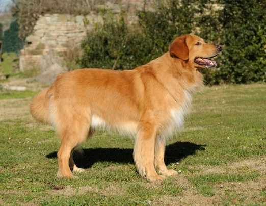 Hovawart Dogs Breed - Information, Temperament, Size & Price | Pets4Homes