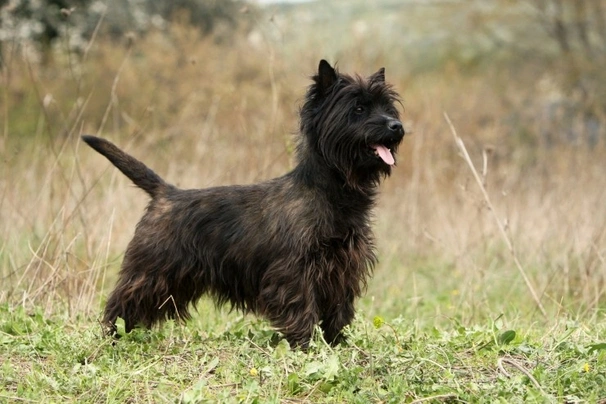 Cairn Terrier Perros Raza - Características, Fotos & Precio | MundoAnimalia