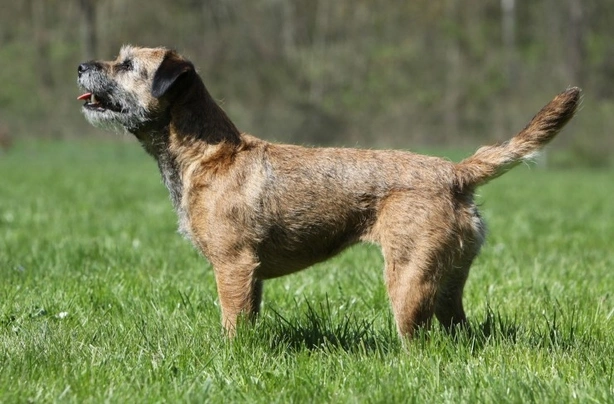 Border Terrier Dogs Breed - Information, Temperament, Size & Price ...