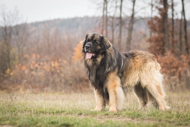 Leonberger Perros Raza - Características, Fotos & Precio | MundoAnimalia