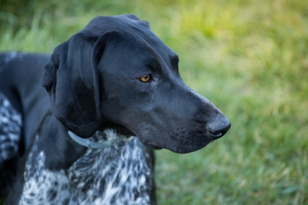 German Shorthaired Pointer Honden Ras: Karakter, Levensduur & Prijs ...