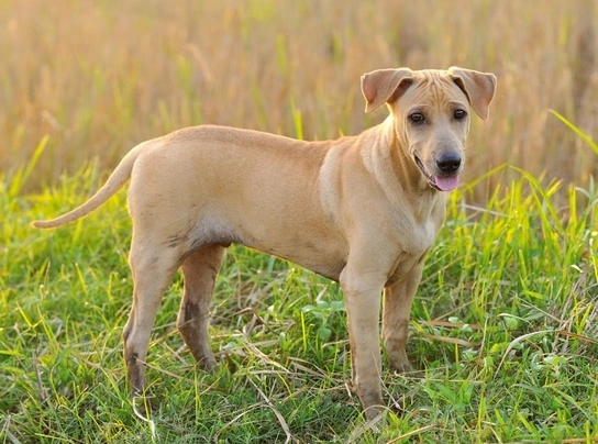 Thai Ridgeback Dogs Breed - Information, Temperament, Size & Price ...