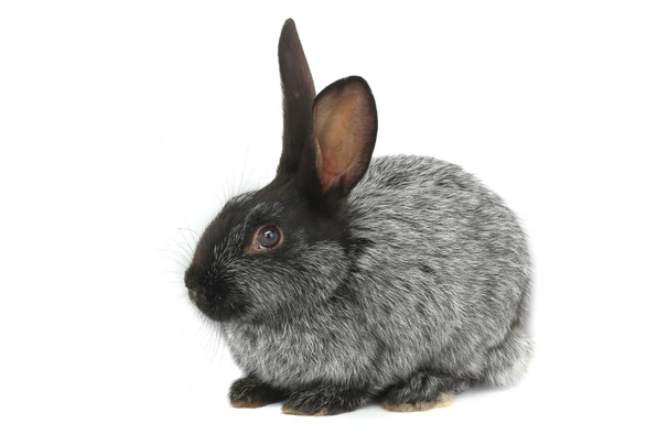 Silver Fox Rabbits Breed - Information, Temperament, Size & Price ...