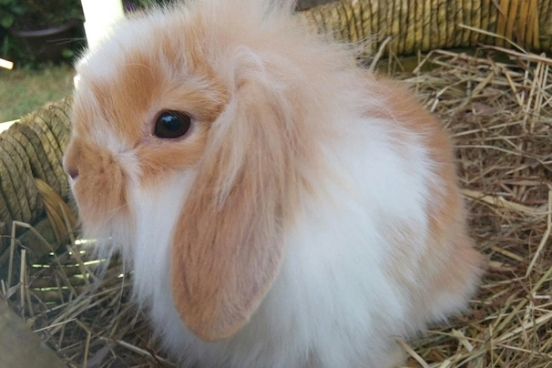 Mini Lion Lop Rabbits Breed - Information, Temperament, Size & Price ...