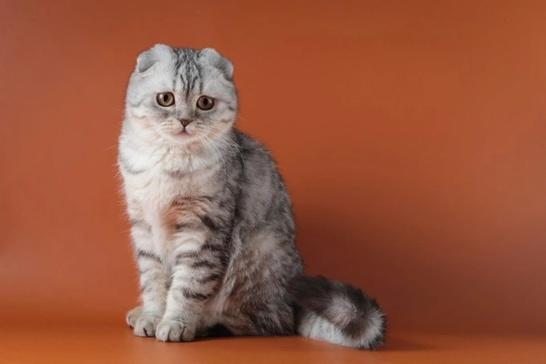 Scottish Fold Gatti Razza - Prezzo, Temperamento & Foto | AnnunciAnimali